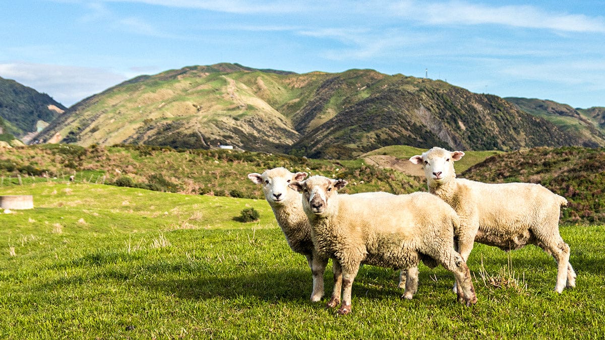 About us - why choose Friendsheep?